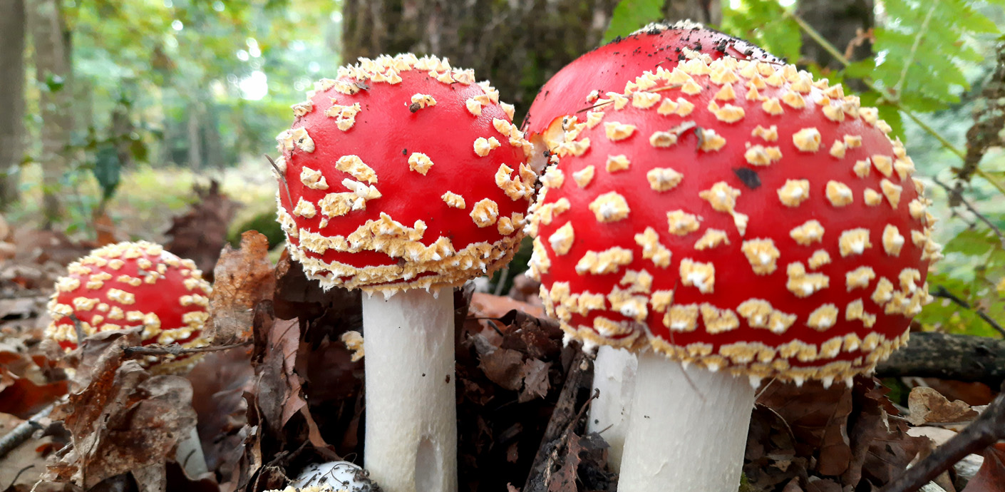 Buchan Country Park - West Sussex County Council