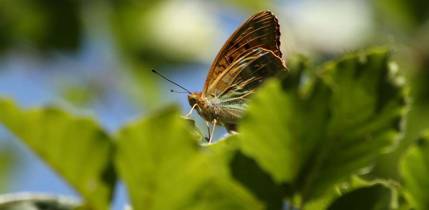 Buchan Country Park - West Sussex County Council