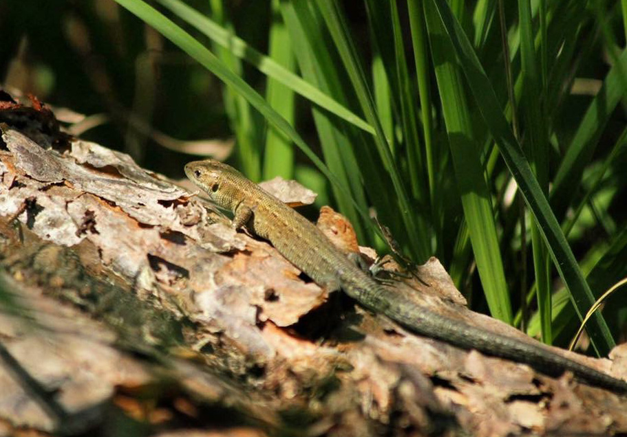 Buchan Country Park - West Sussex County Council