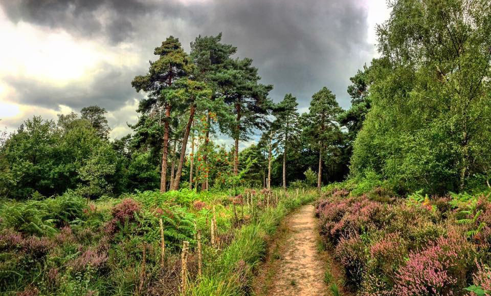Buchan Country Park - West Sussex County Council