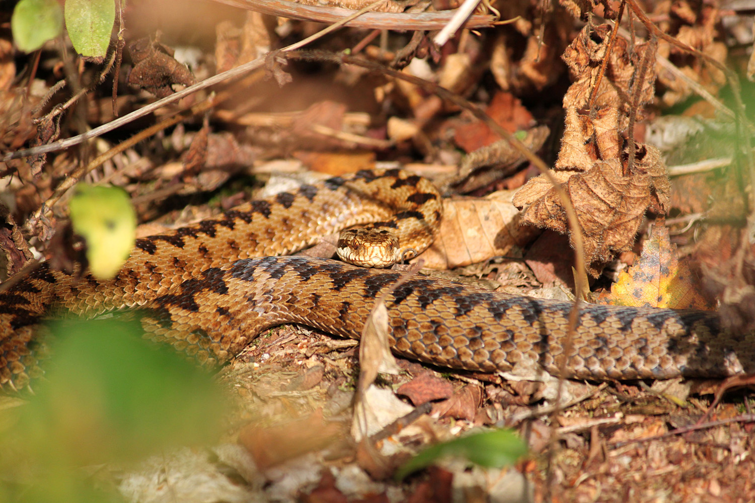 Buchan Country Park - West Sussex County Council