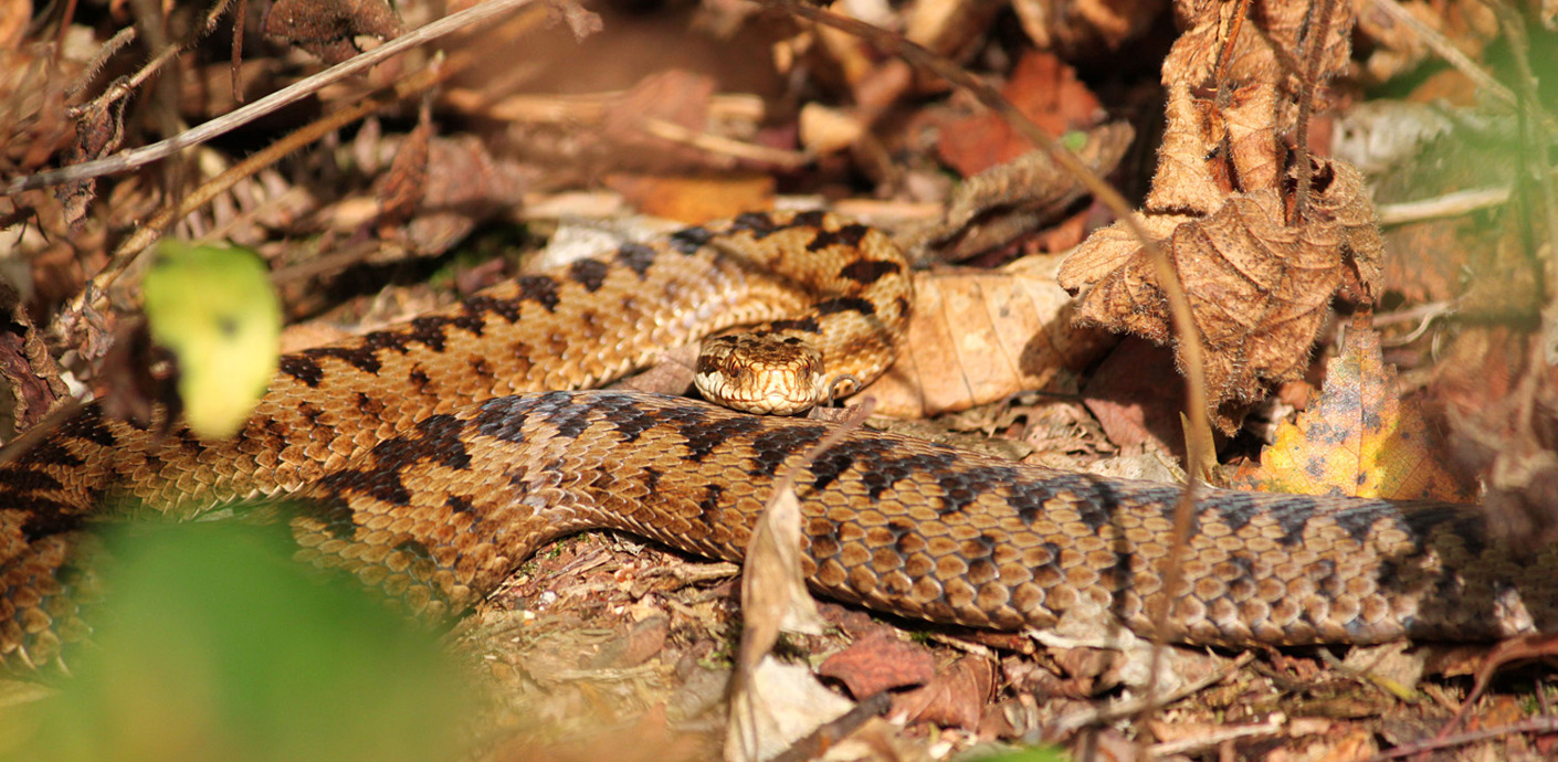 Buchan Country Park - West Sussex County Council
