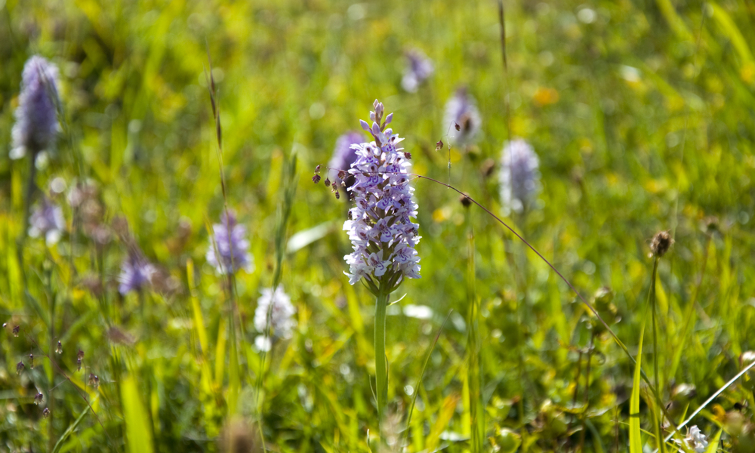 Worth Way - West Sussex County Council