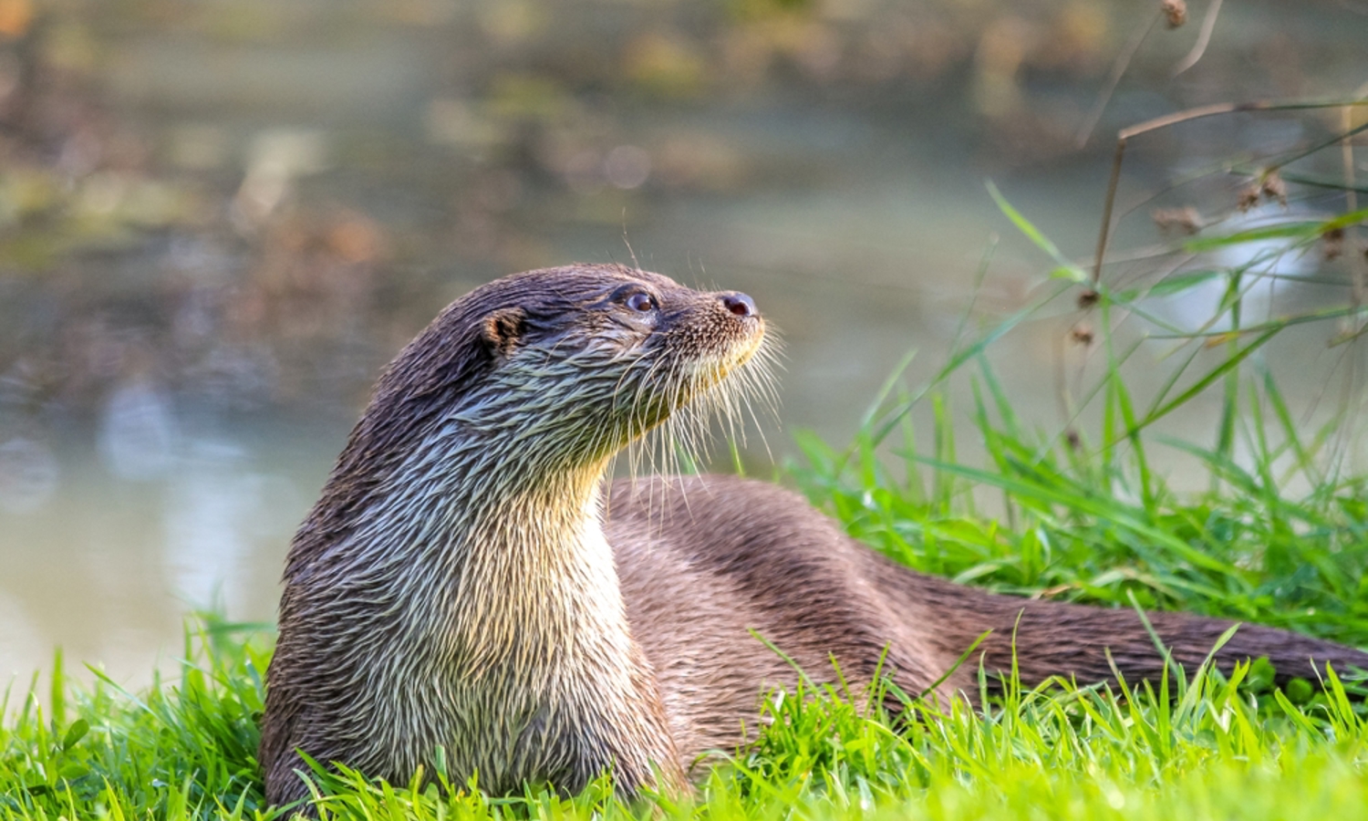West Sussex County Council gives otters a helping hand to cross the road - West Sussex County ...